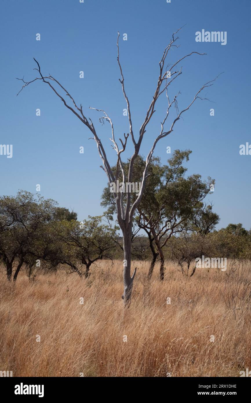 Gum trees in the savannah of western Queensland near Porcupiine Gorge ...