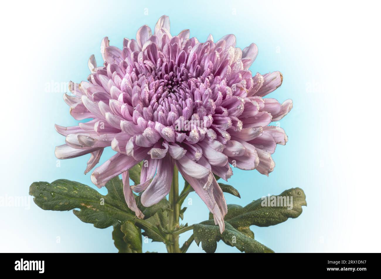 Dark rossano hi-res stock photography and images - Alamy