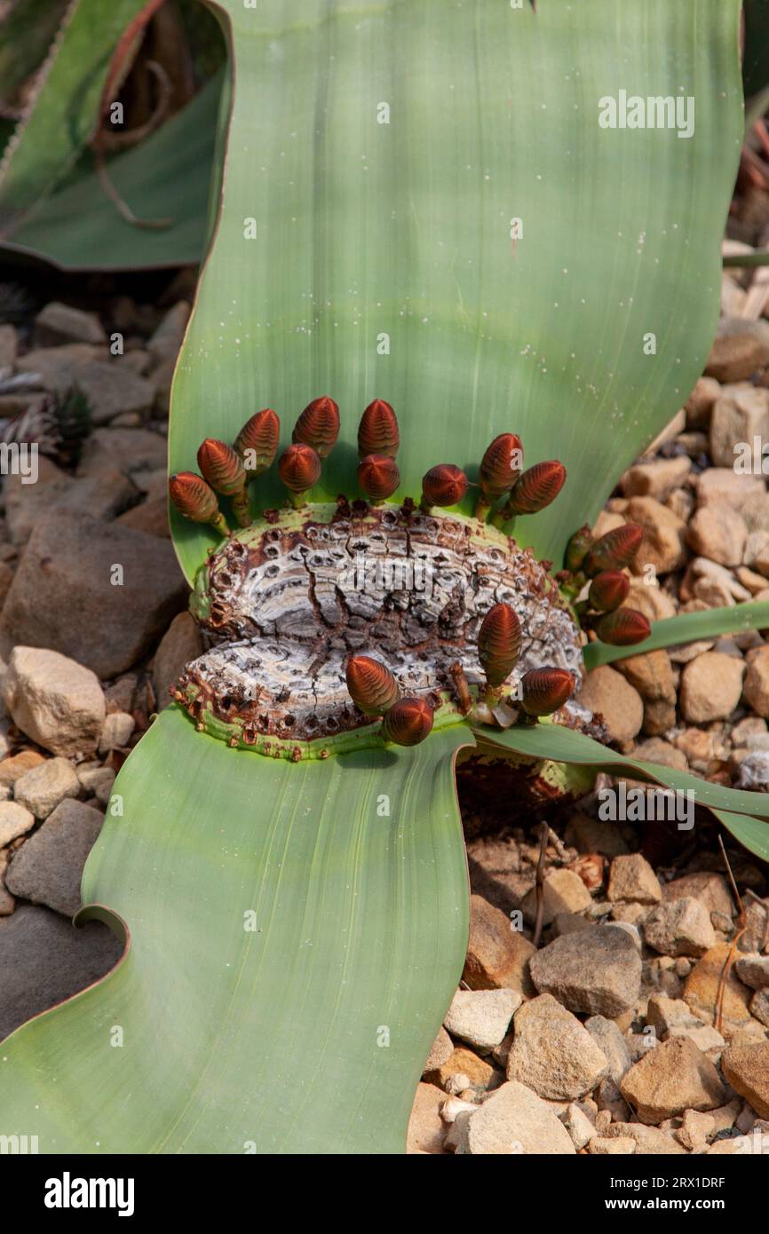 Lebensraum garten hi-res stock photography and images - Alamy