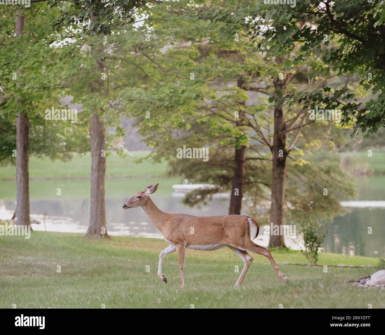 Doe strolls by summer lake in Fort Wayne, Indiana Stock Photo - Alamy