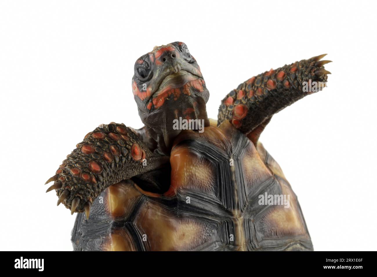 Cherry head red-footed tortoises isolated on white Stock Photo - Alamy