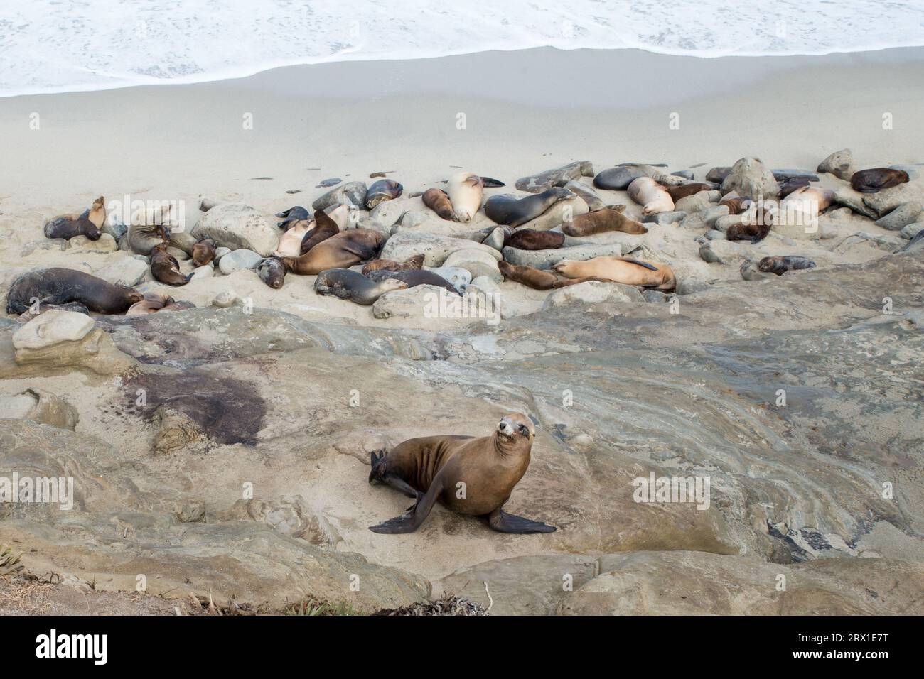 USA California San Diego seals chilling at the beach Stock Photo - Alamy