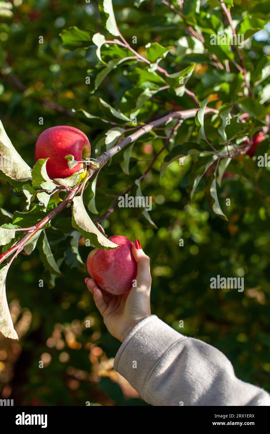 Womans hand picking apples hi-res stock photography and images - Alamy