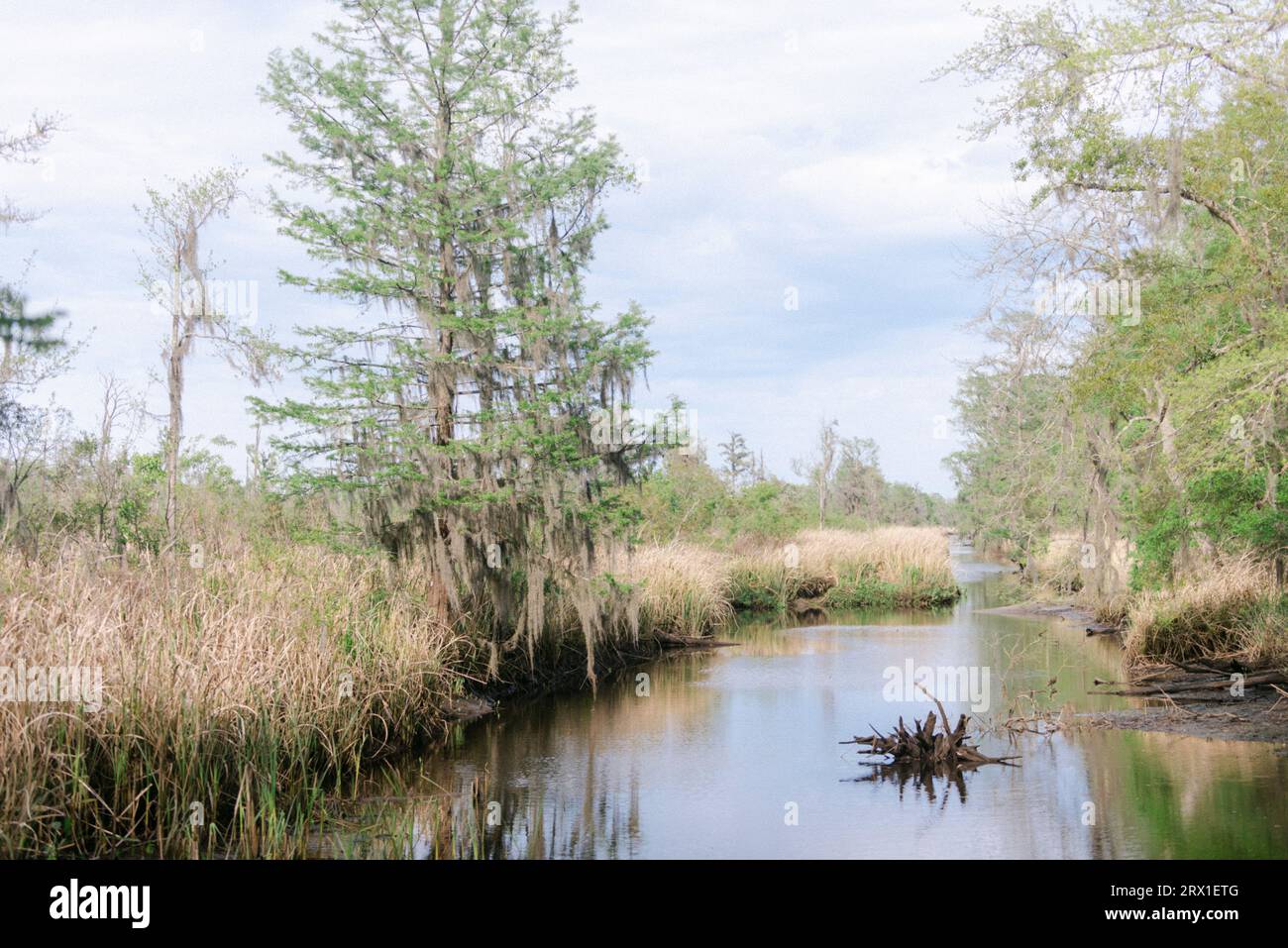 Quiet creek in coastal Georgia Stock Photo - Alamy