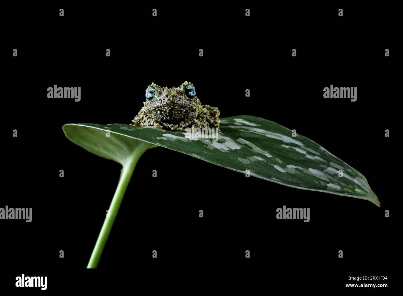 Vietnamese mossy frog on a leaf Stock Photo - Alamy