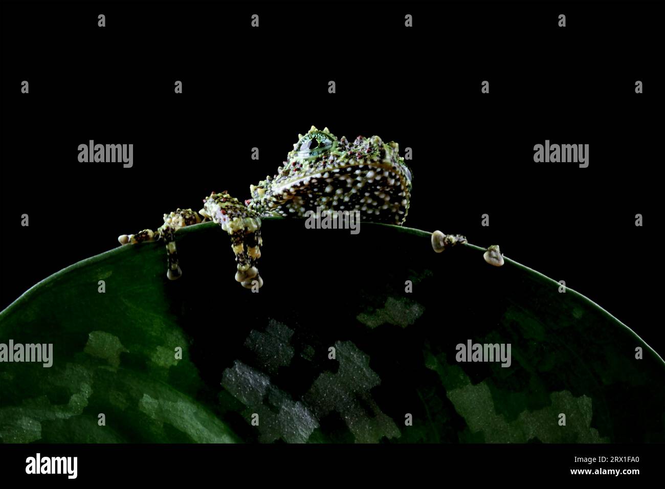 Vietnamese mossy frog on a leaf Stock Photo - Alamy