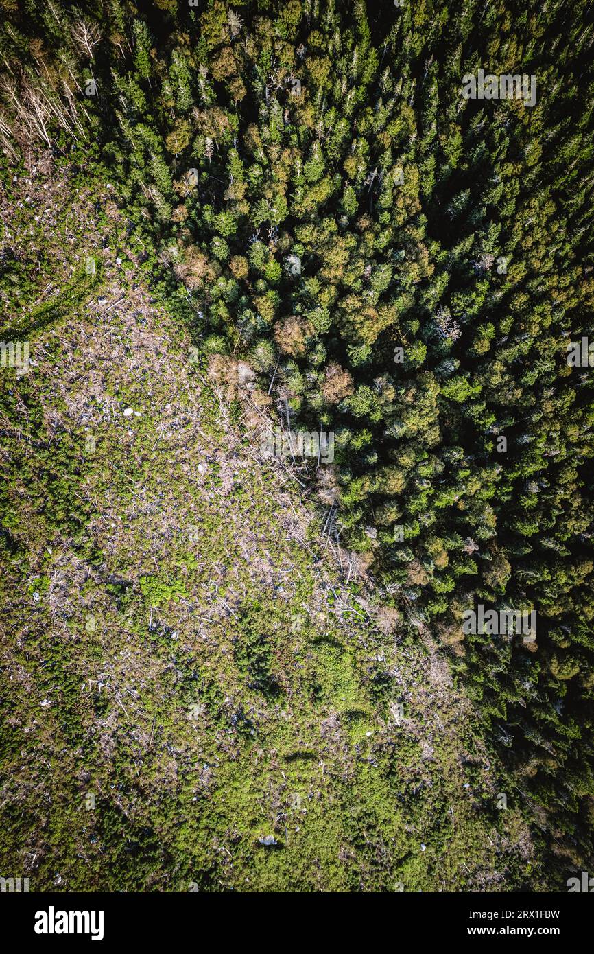Aerial view of edge of logging clear cut and forested land in Maine ...