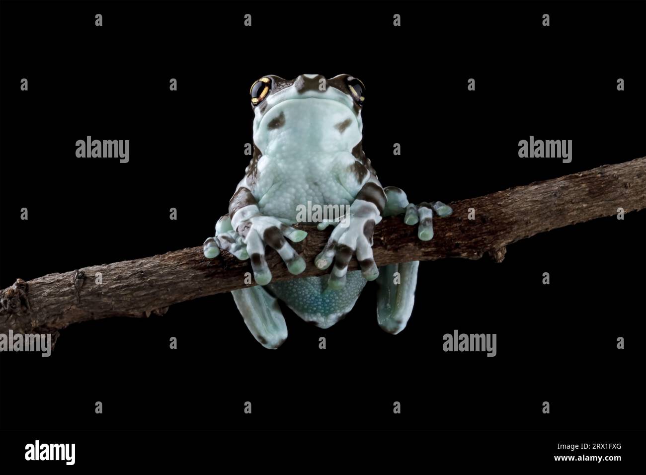 Amazon rainforest blue frog hi-res stock photography and images - Alamy