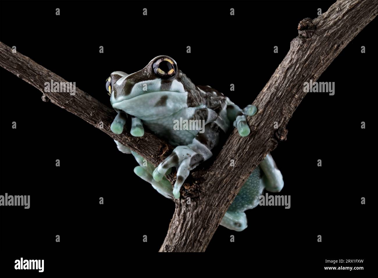 Amazon rainforest blue frog hi-res stock photography and images - Alamy