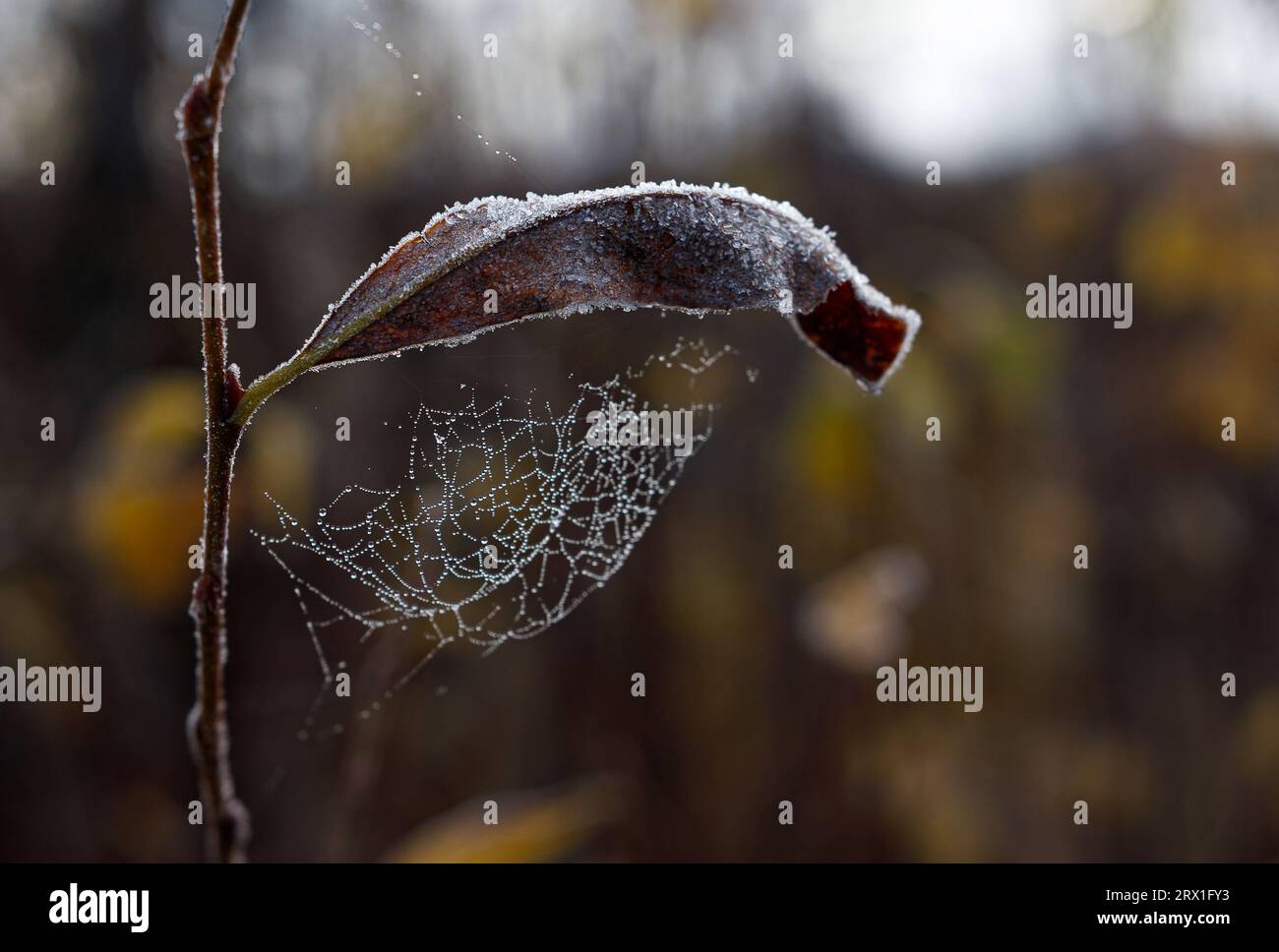 Twig with leaf and spider hi-res stock photography and images - Alamy