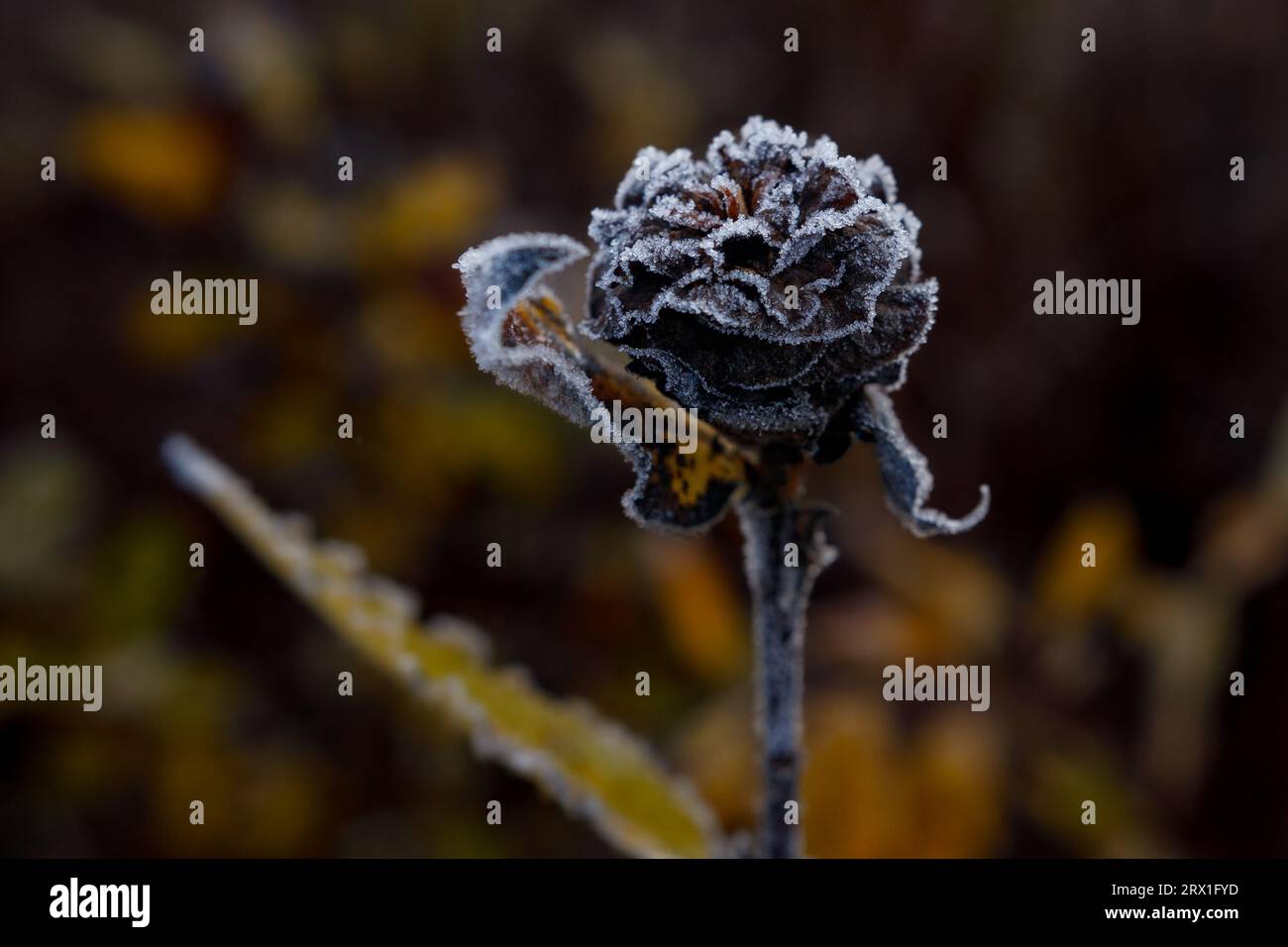 Frosted Willow Rose on Dark Background Stock Photo - Alamy
