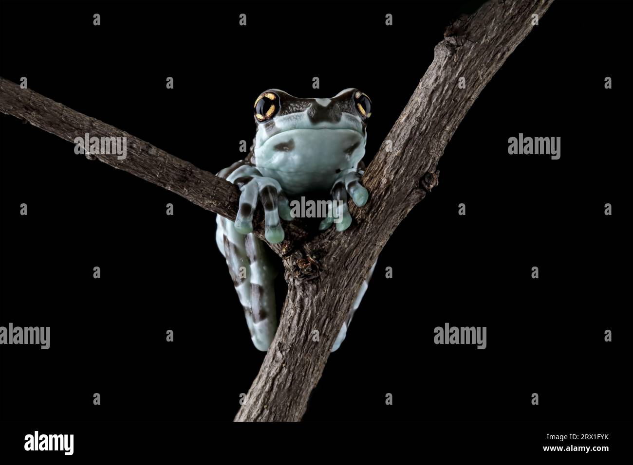 Amazon rainforest blue frog hi-res stock photography and images - Alamy