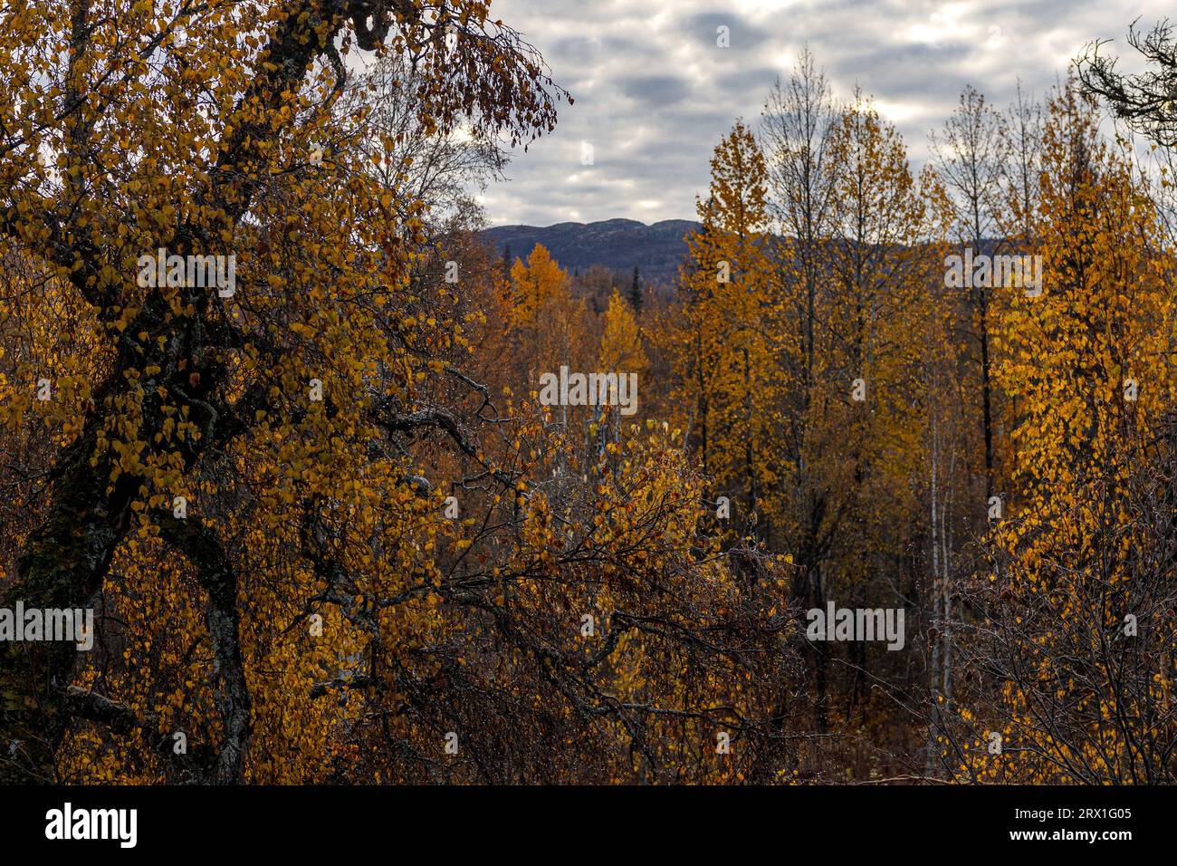 Moody foliage hi-res stock photography and images - Alamy