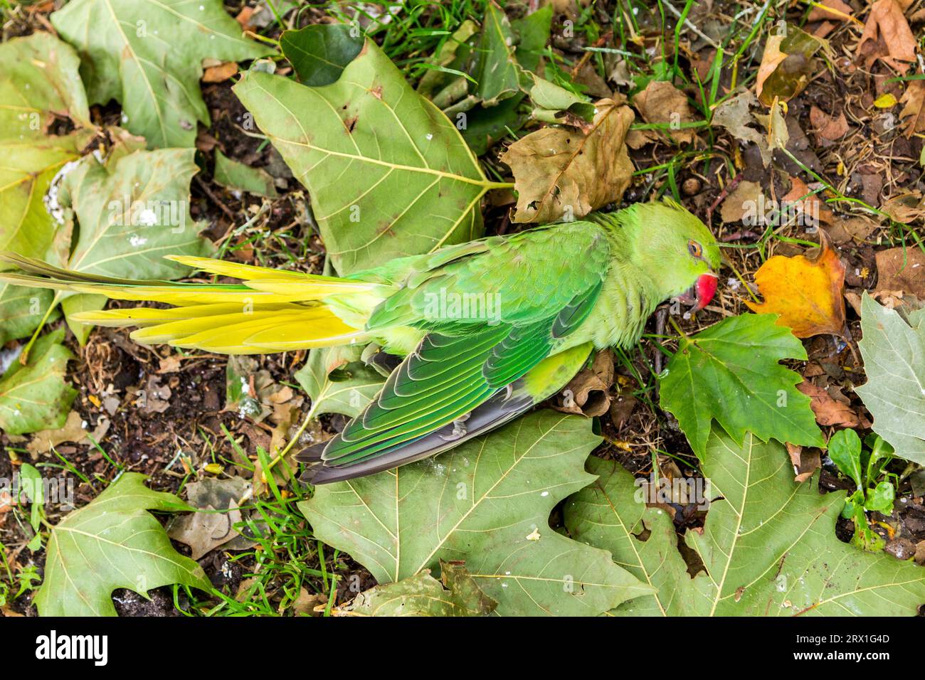 Dead parrot hi-res stock photography and images - Alamy