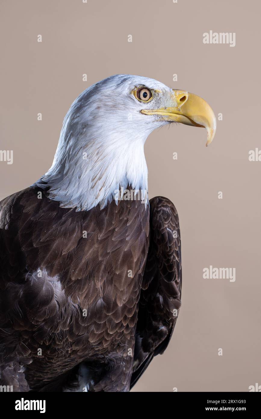 American bald eagle portrait on studio background Stock Photo - Alamy