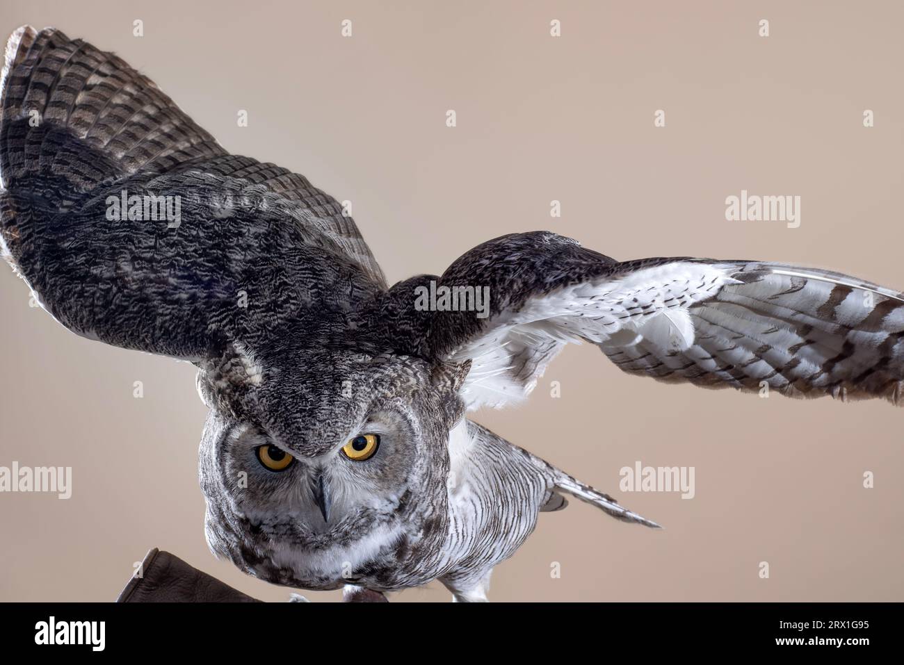 Great horned owl opening wings against tan backdrop Stock Photo - Alamy