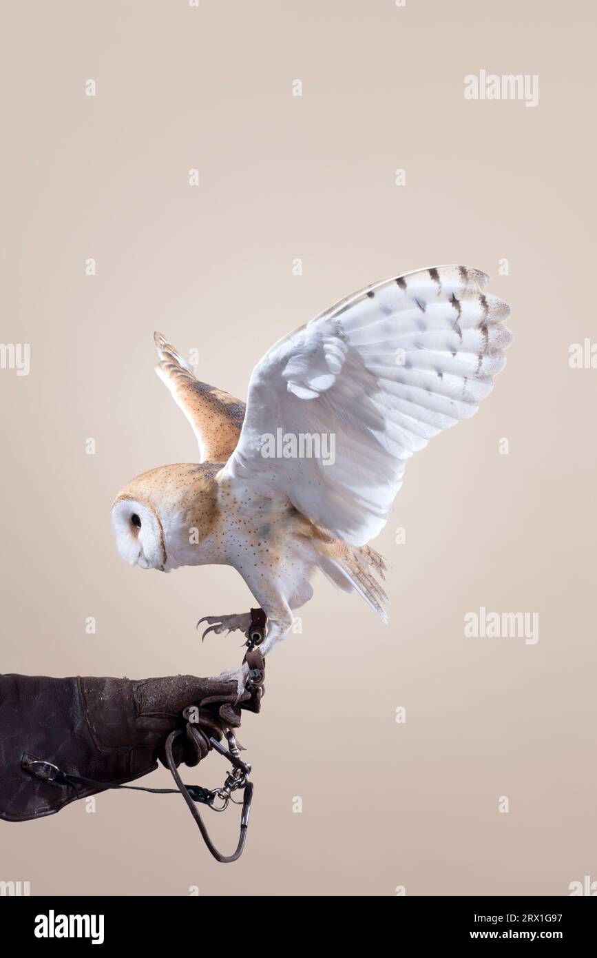Owl wings open hi-res stock photography and images - Alamy