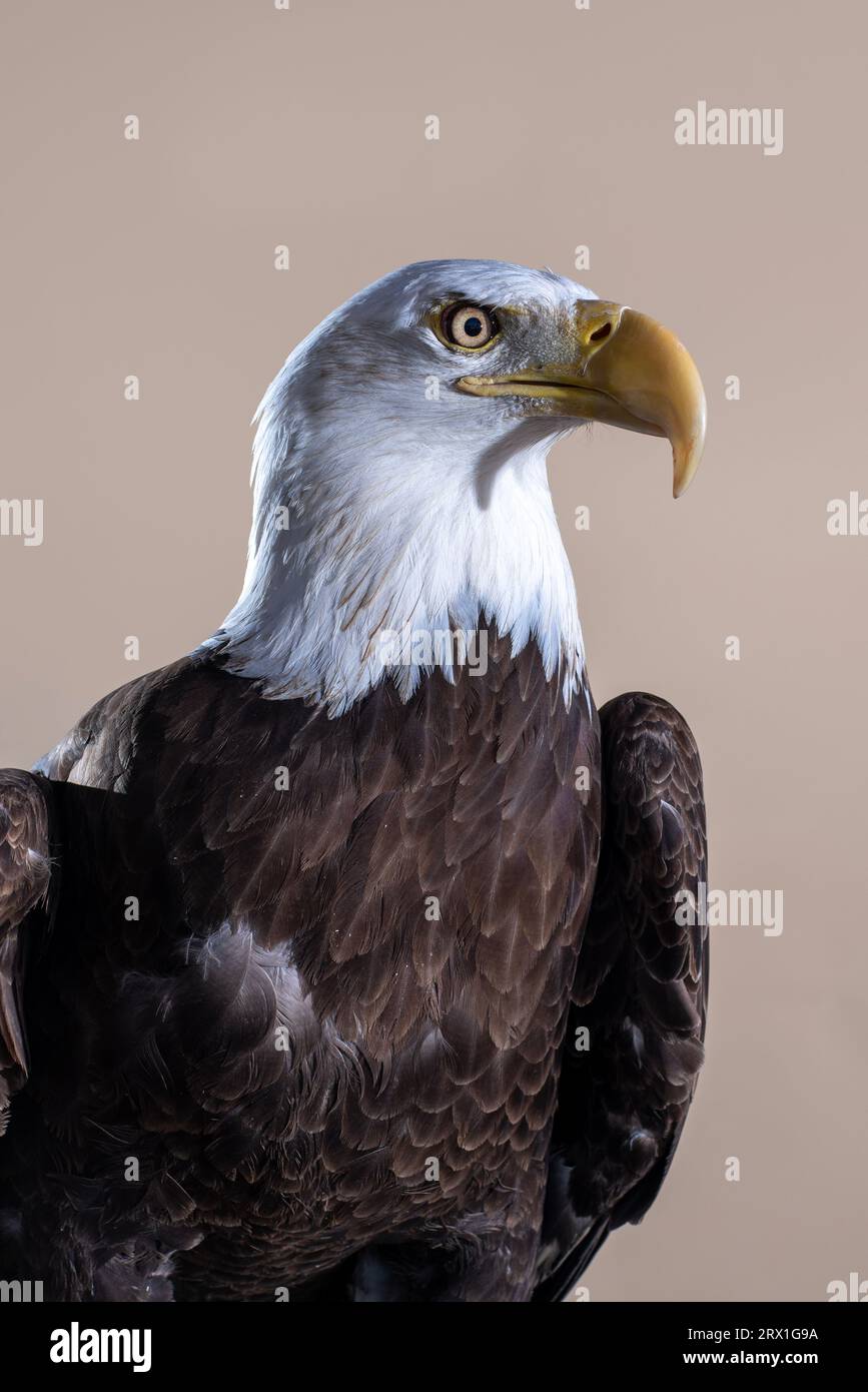 American bald eagle portrait studio background Stock Photo - Alamy