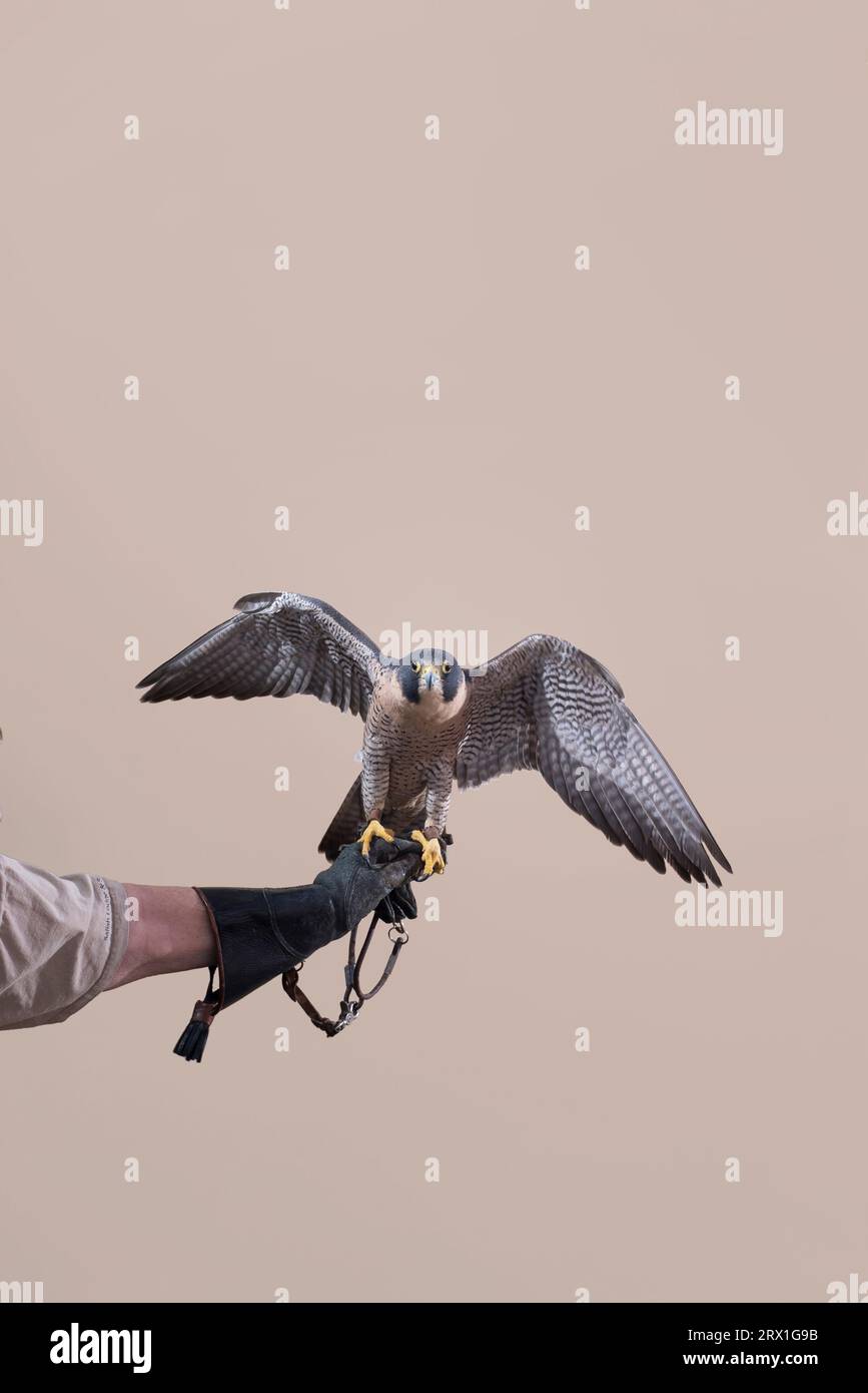 Peregrine falcon on glove with tan background Stock Photo - Alamy