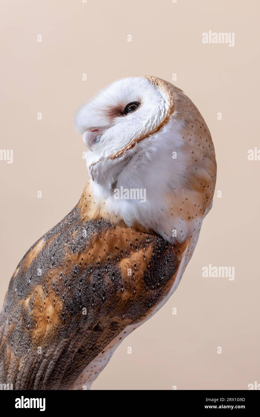 Barn owl portrait head turned on tan backdrop Stock Photo - Alamy