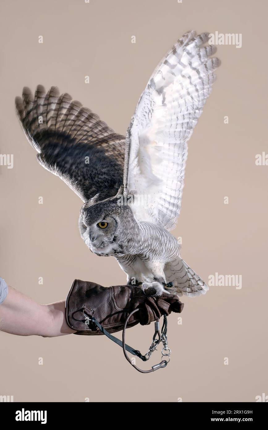 Owl open wings hi-res stock photography and images - Alamy