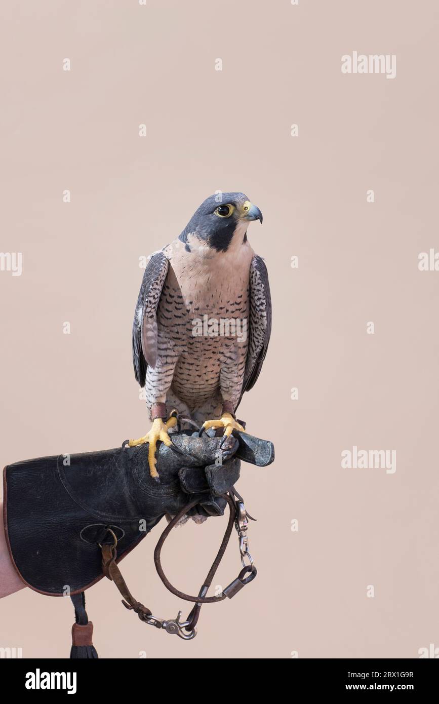 Peregrine falcon conservation hi-res stock photography and images - Alamy