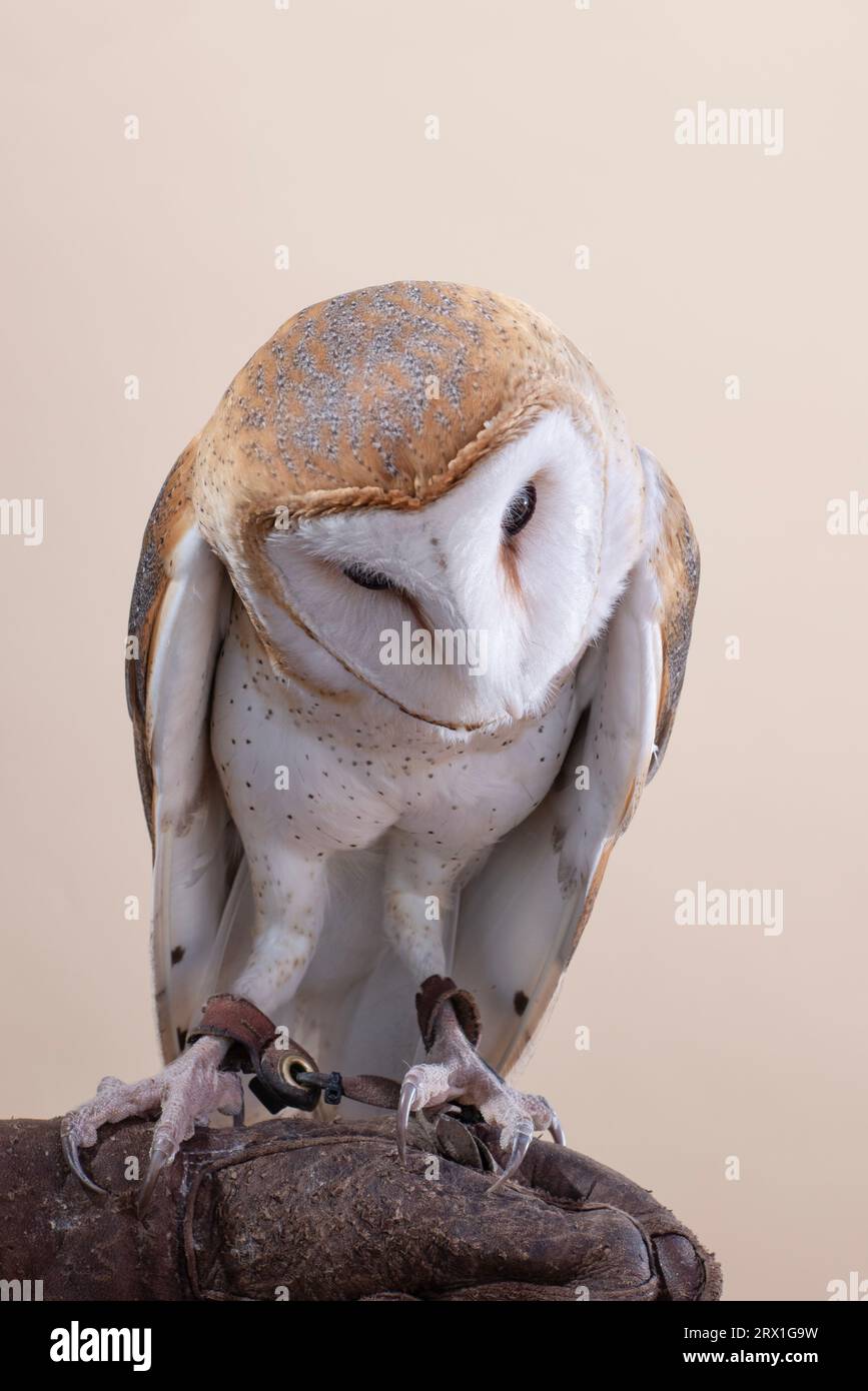 Barn owl portrait facing on tan backdrop Stock Photo - Alamy