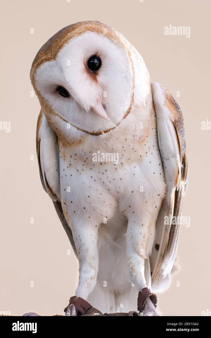 Barn owl portrait facing on tan backdrop Stock Photo - Alamy