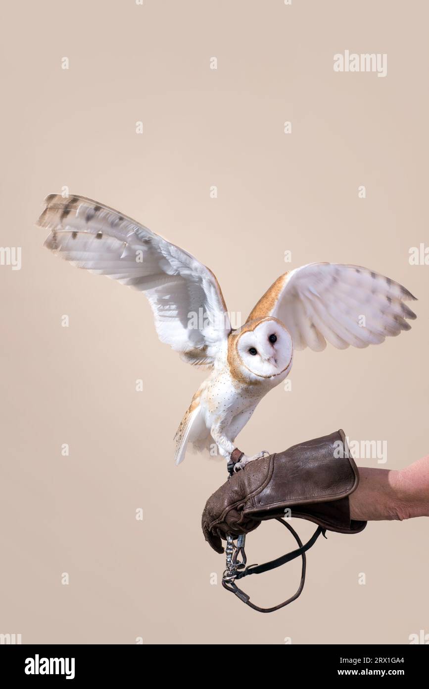 Barn owl facing with wings open on tan backdrop Stock Photo - Alamy