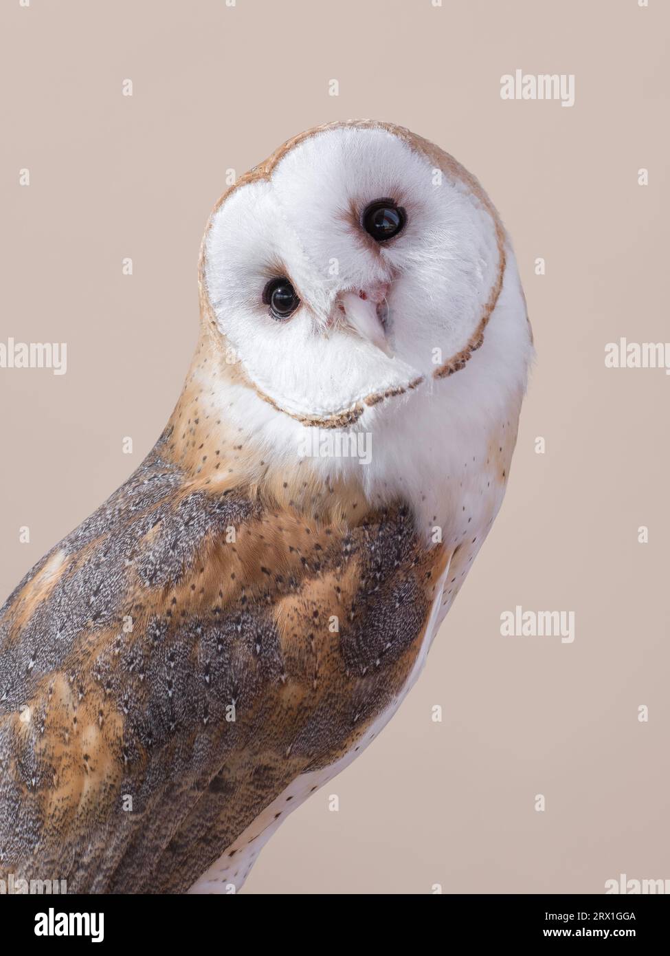 Barn owl portrait facing on tan backdrop Stock Photo - Alamy