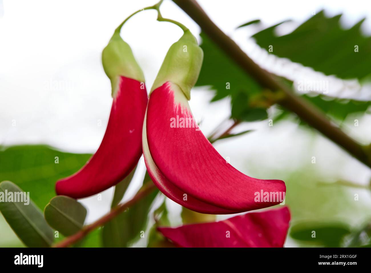 Sesbania grandiflora pioret hi-res stock photography and images - Alamy