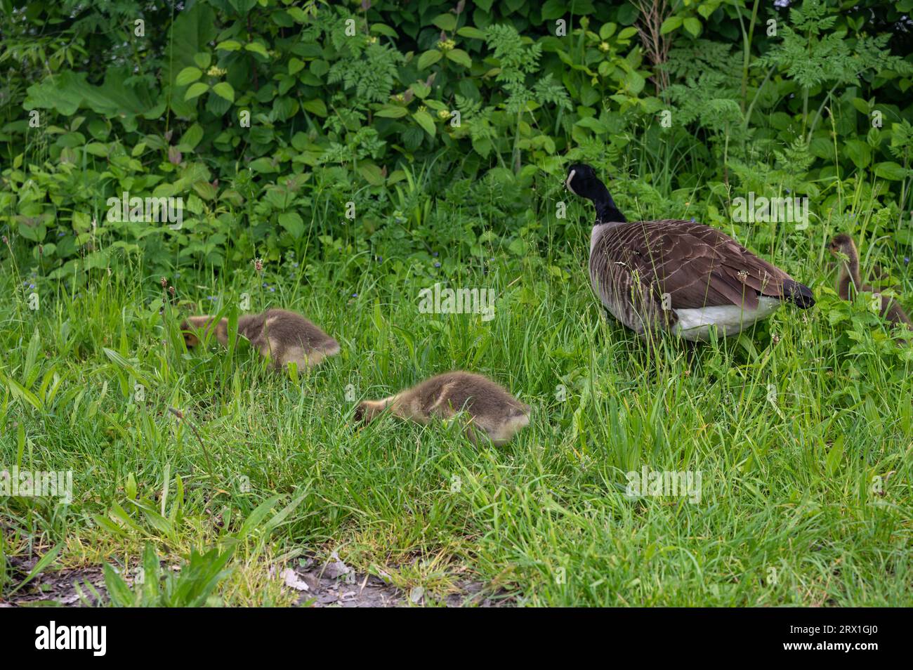 Canada geese ( Branta canadensis ) chicks with a goose in the green ...