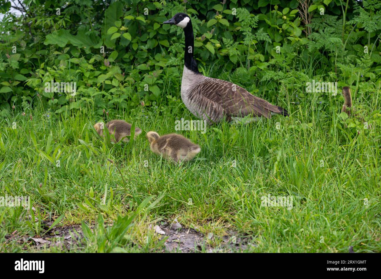 Canada geese ( Branta canadensis ) chicks with a goose in the green ...