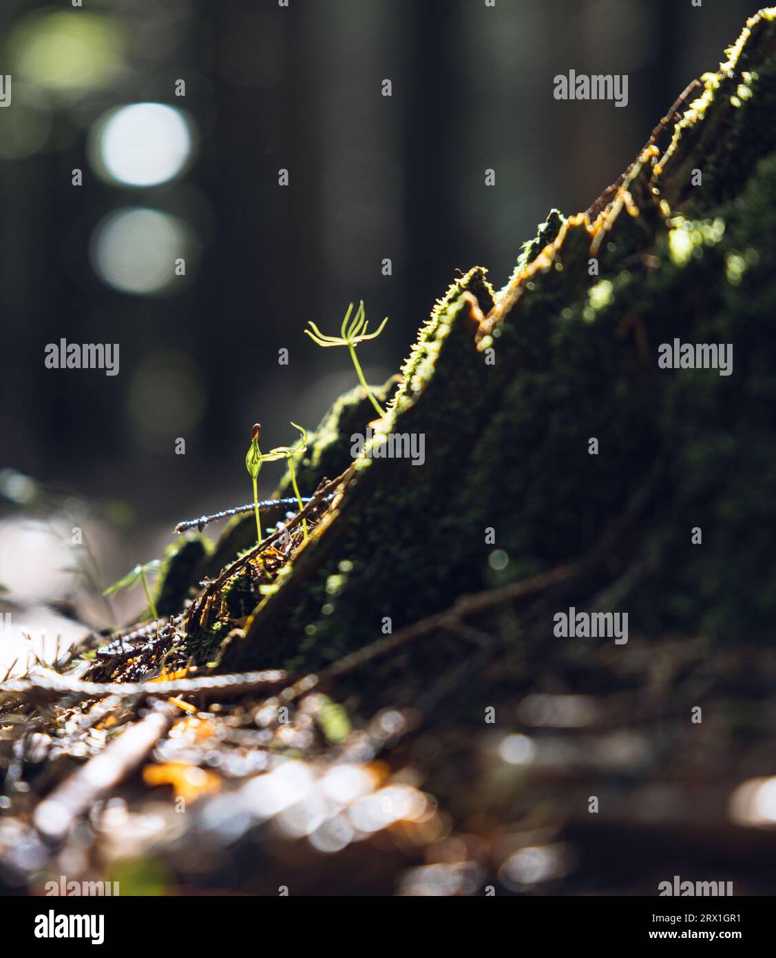 Spruce trees are sprouted from seeds Stock Photo - Alamy