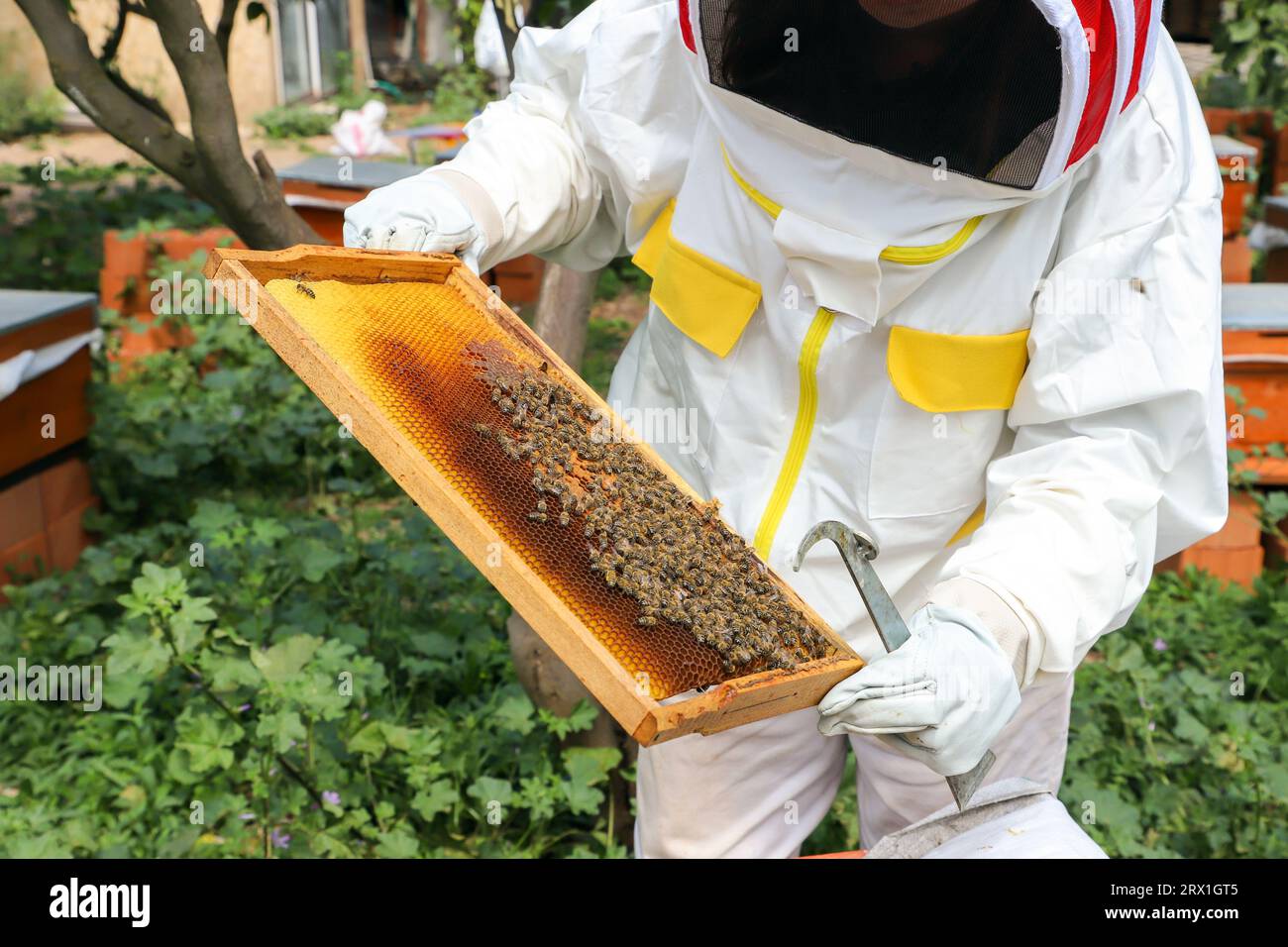 Beekeeper hive hi-res stock photography and images - Alamy