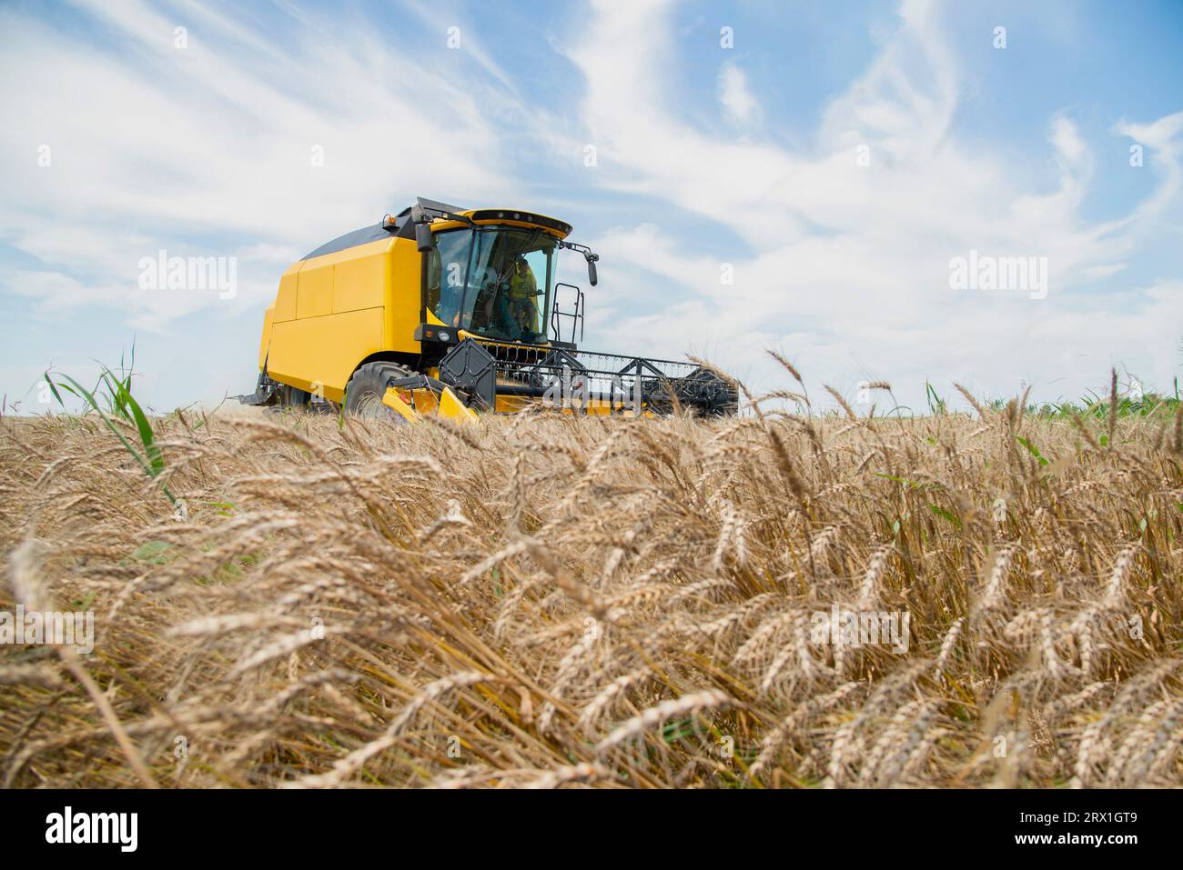 Yellow combine harvesting barley in the field Stock Photo - Alamy