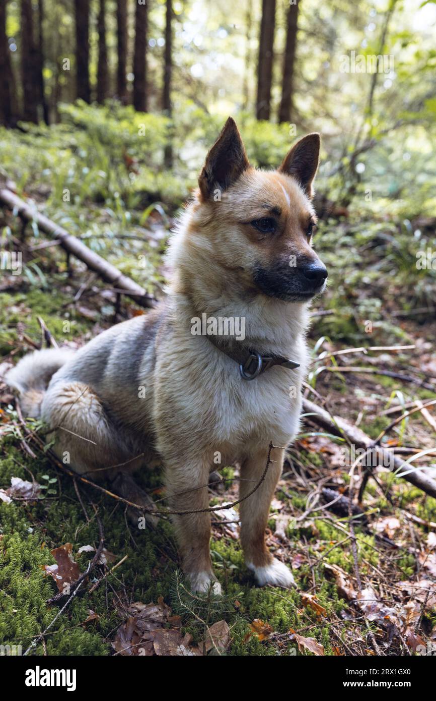 A red-haired dog walks in the autumn forest Stock Photo - Alamy