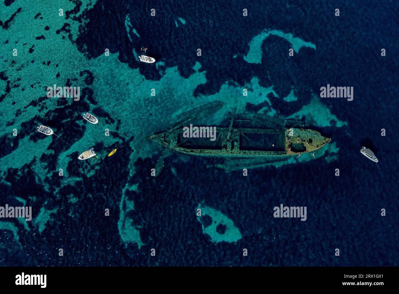 Velli rat hi-res stock photography and images - Alamy