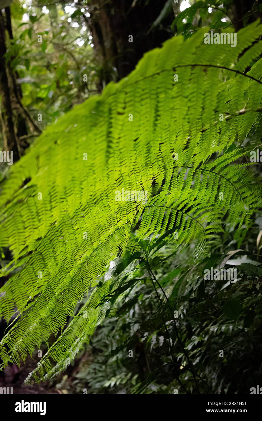 A wild fern with intense green color Stock Photo - Alamy