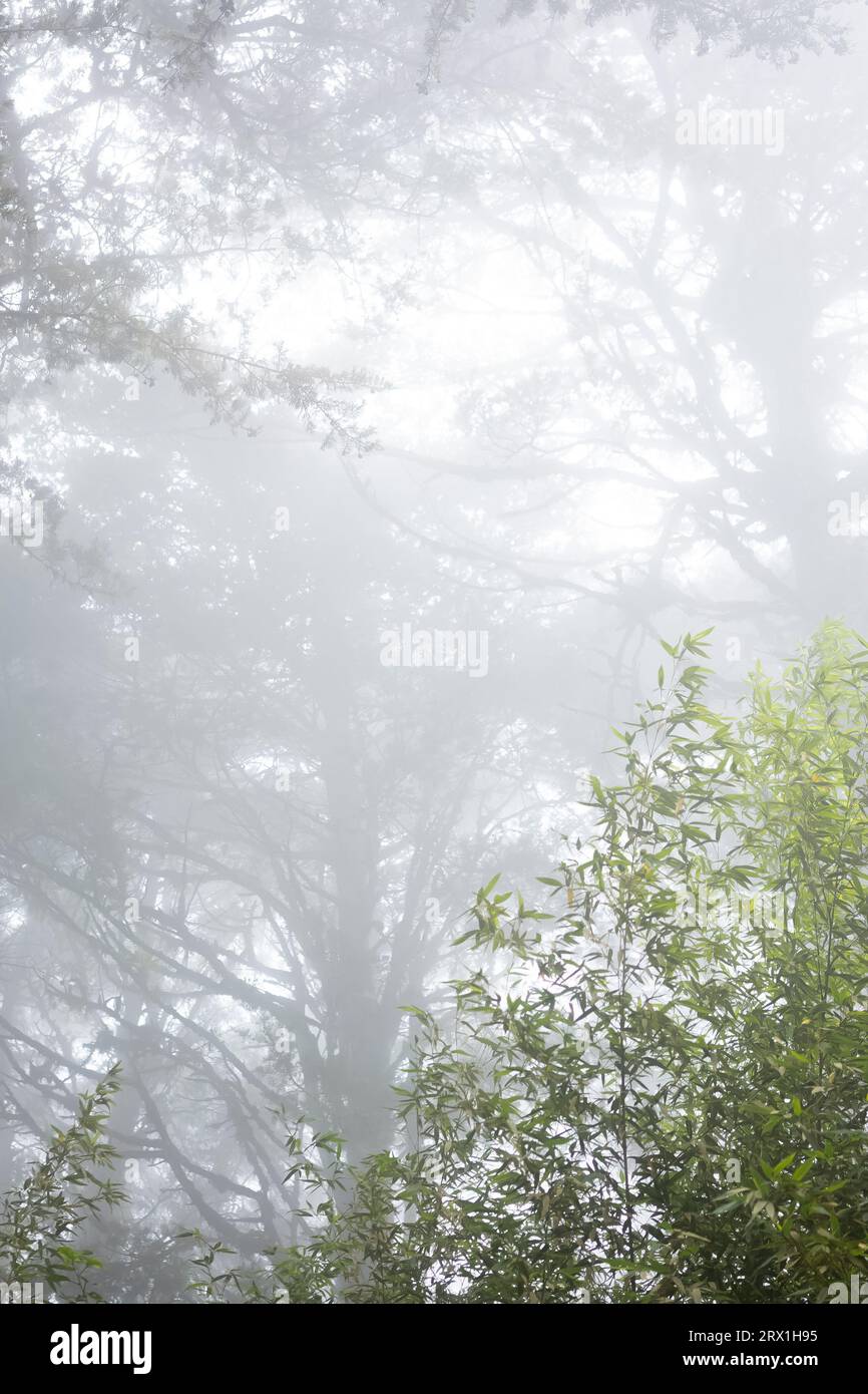 Road signs in Monte Verde National park, Costa Rica, on a very foggy ...
