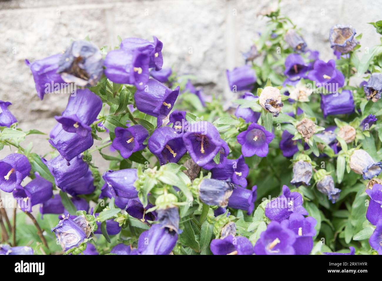 Bell shaped stone hi-res stock photography and images - Alamy
