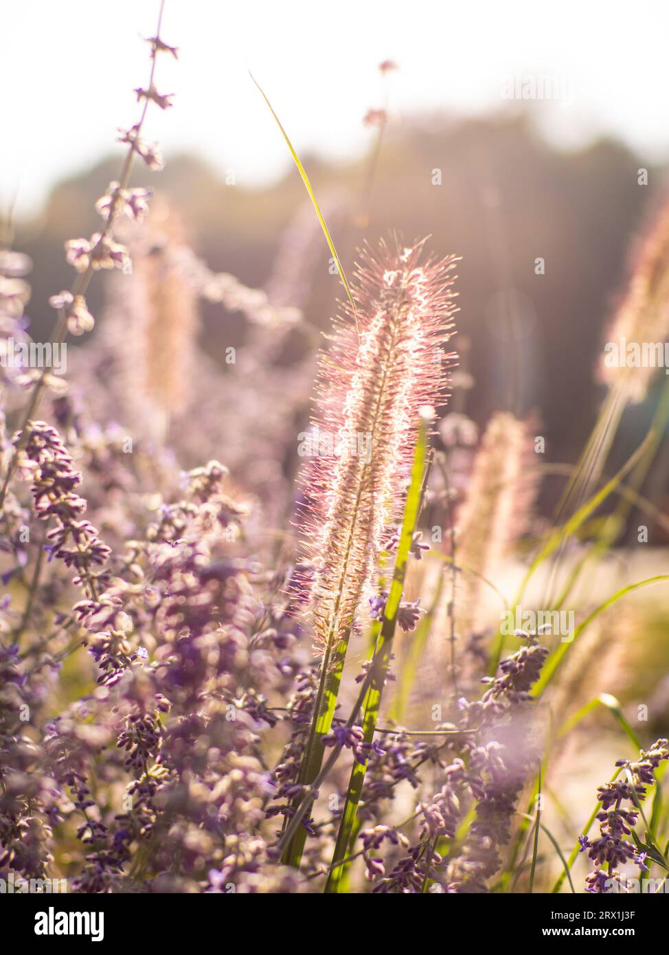 Selective focus violet spire flower in the garden with sunlight, Salvia ...