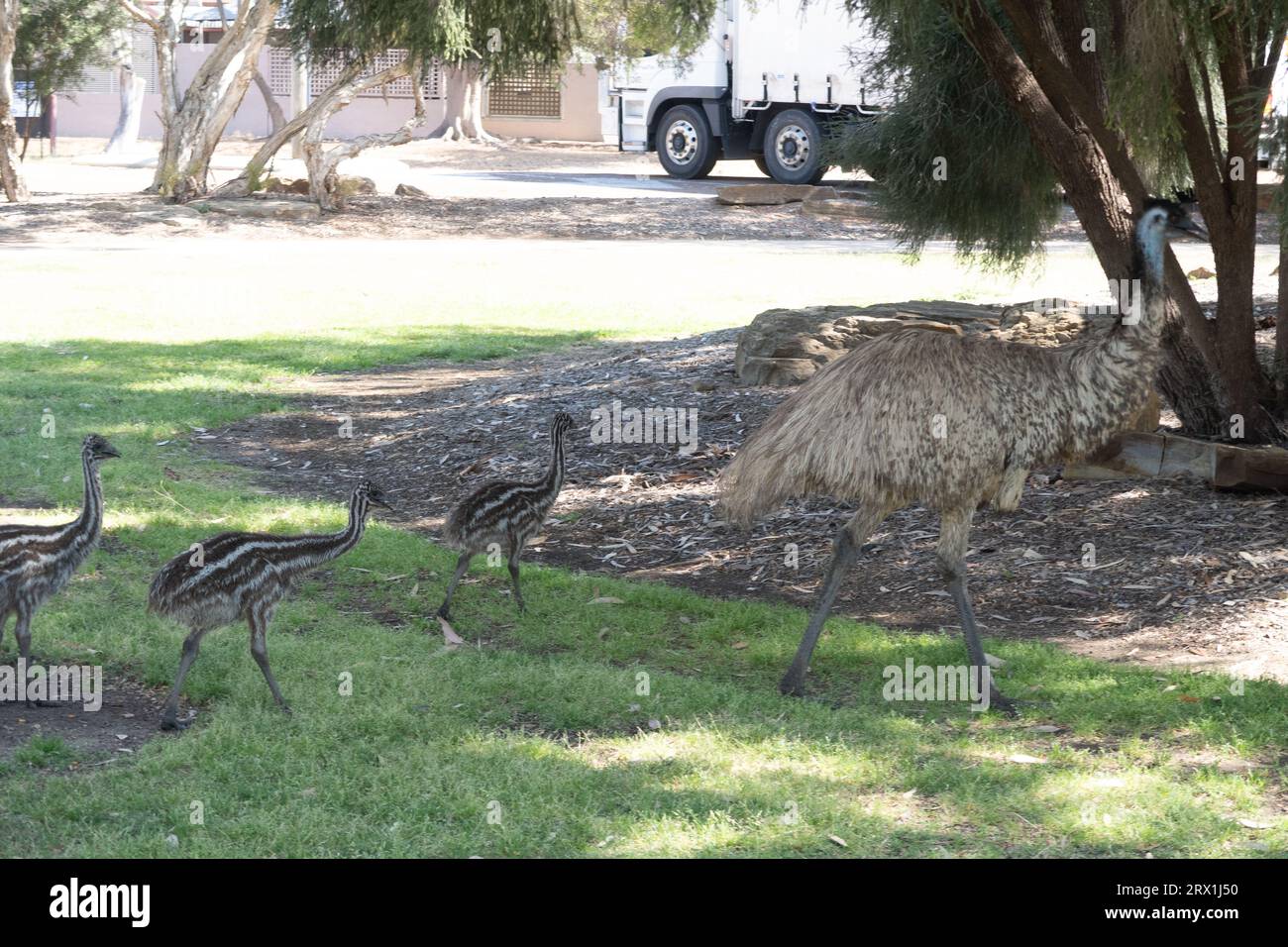 Emu and his chicks walking through the centre of town in Longreach ...