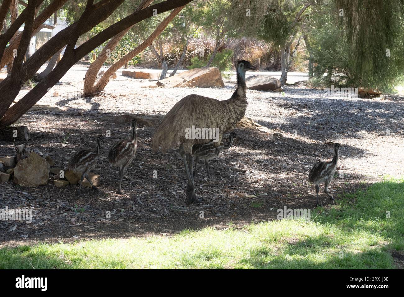 Emu and his chicks walking through the centre of town in Longreach ...