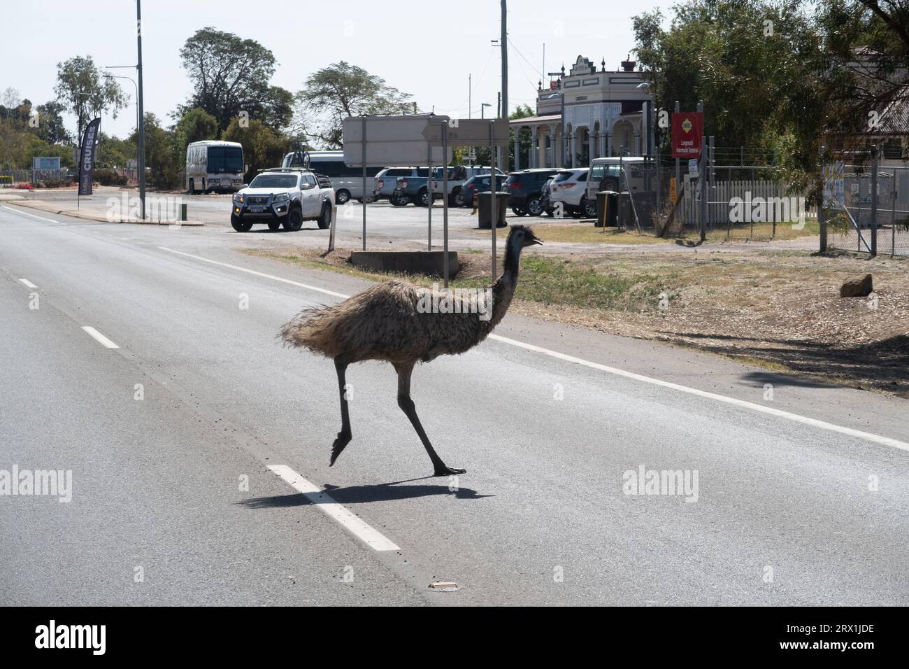 Emu and his chicks walking through the centre of town in Longreach ...
