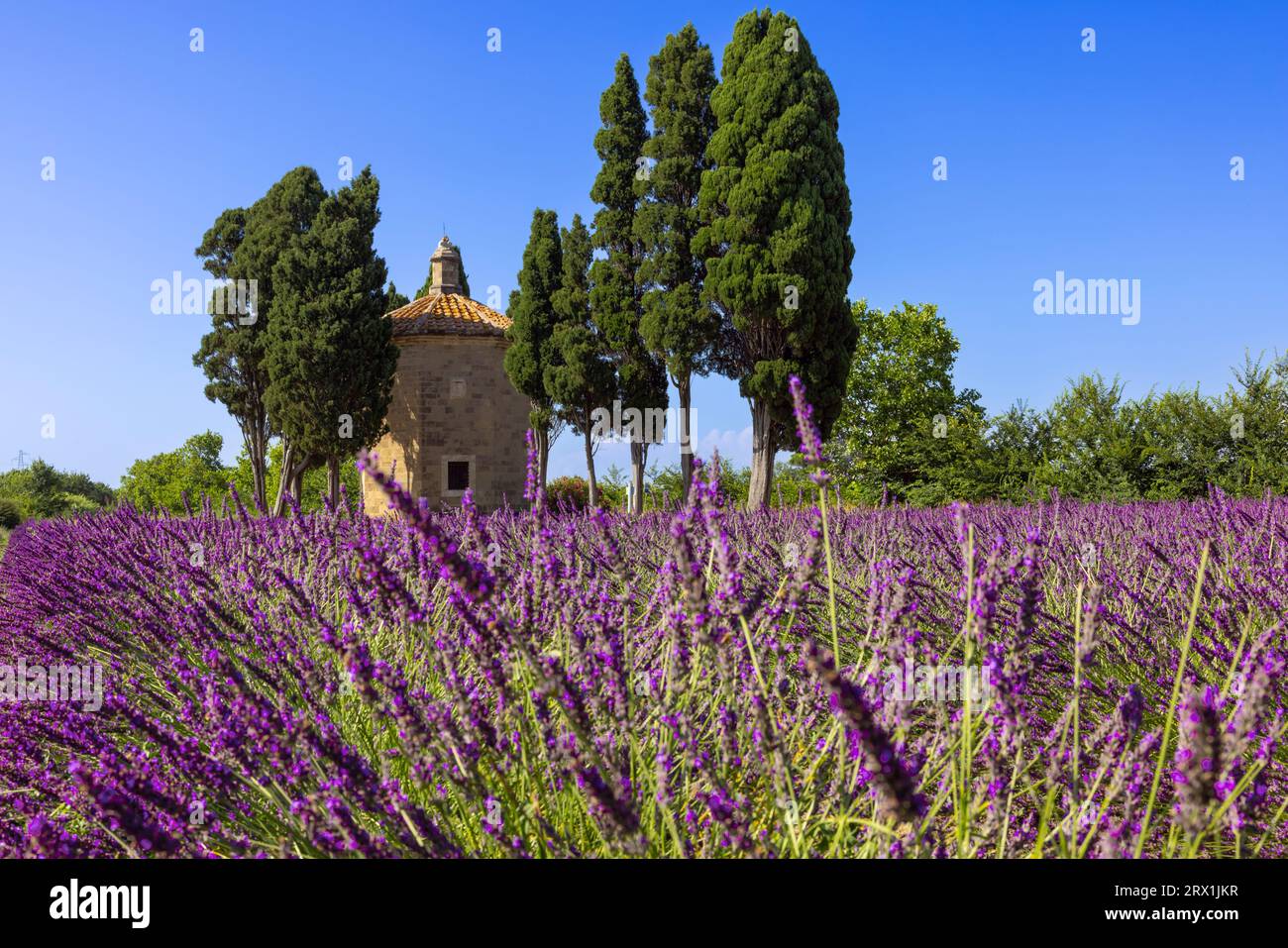 Wonderfully fragrant lavender blossoms in full splendor lined by ...