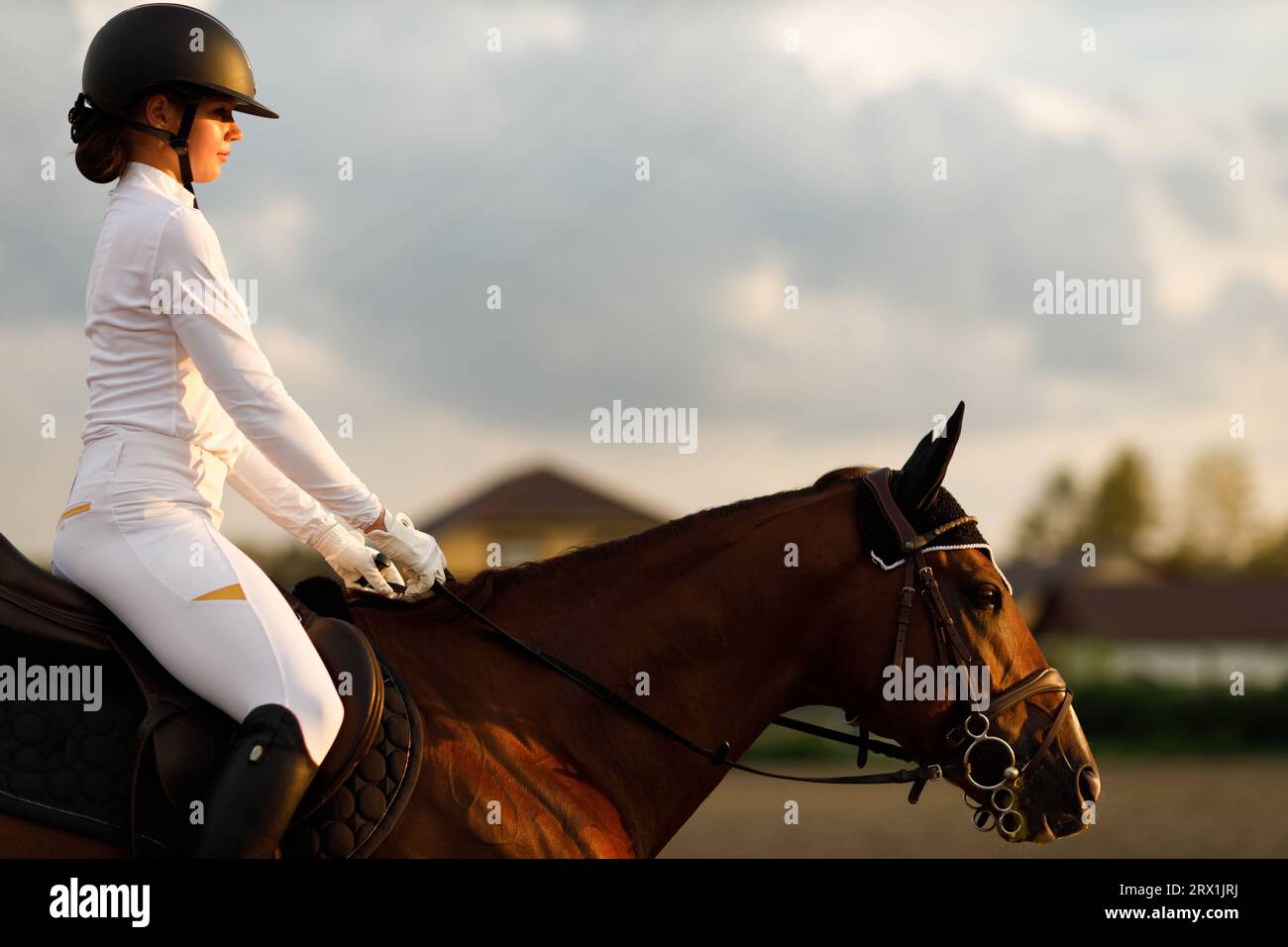 Woman rider jockey profile in helmet and white uniform preparing horse ...