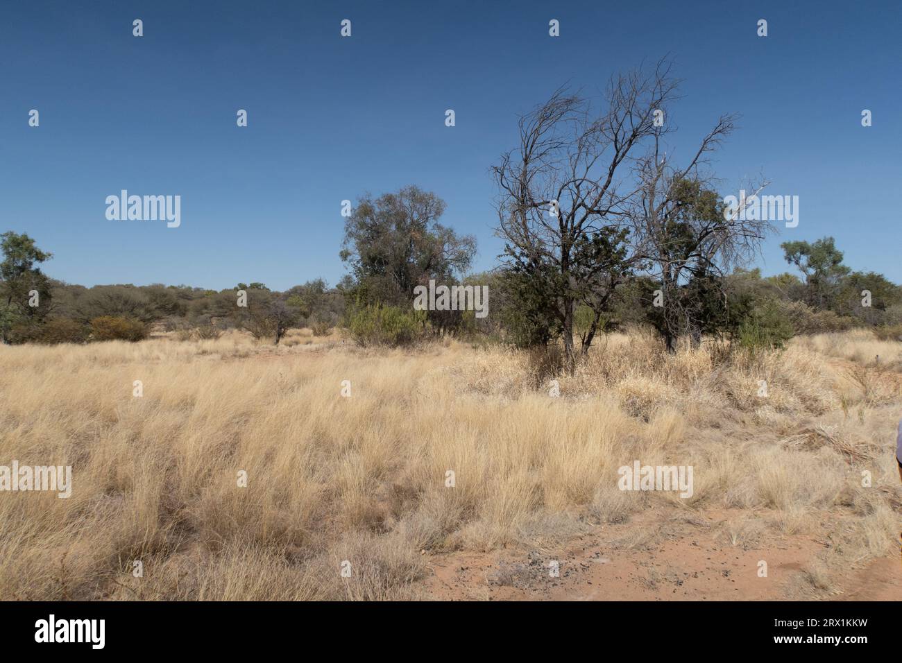 the open tundra wild plains of outback Australia in Western Queensland ...