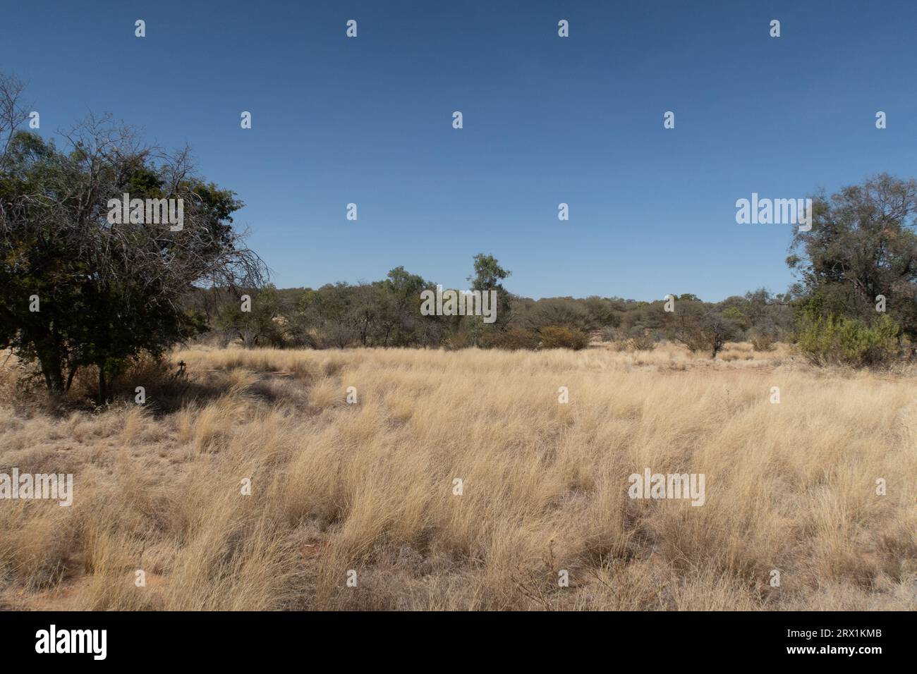 the open tundra wild plains of outback Australia in Western Queensland ...