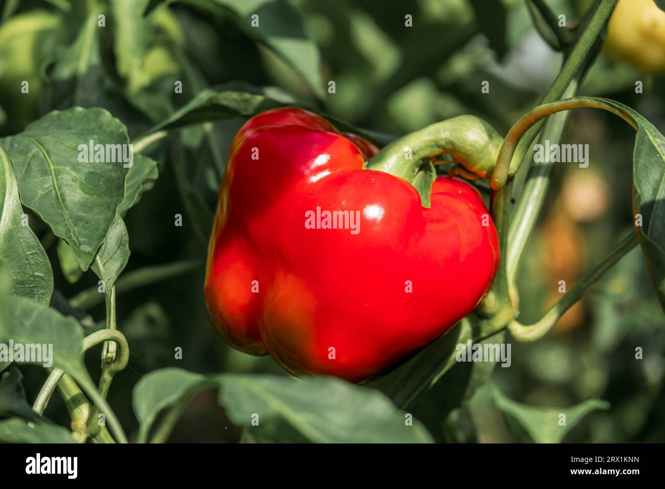 Big red paprika hi-res stock photography and images - Alamy